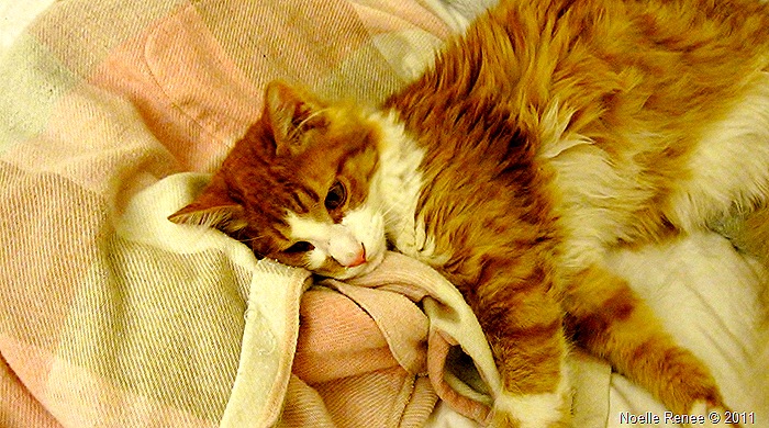 The Amazing and Charming Fergus the Cat